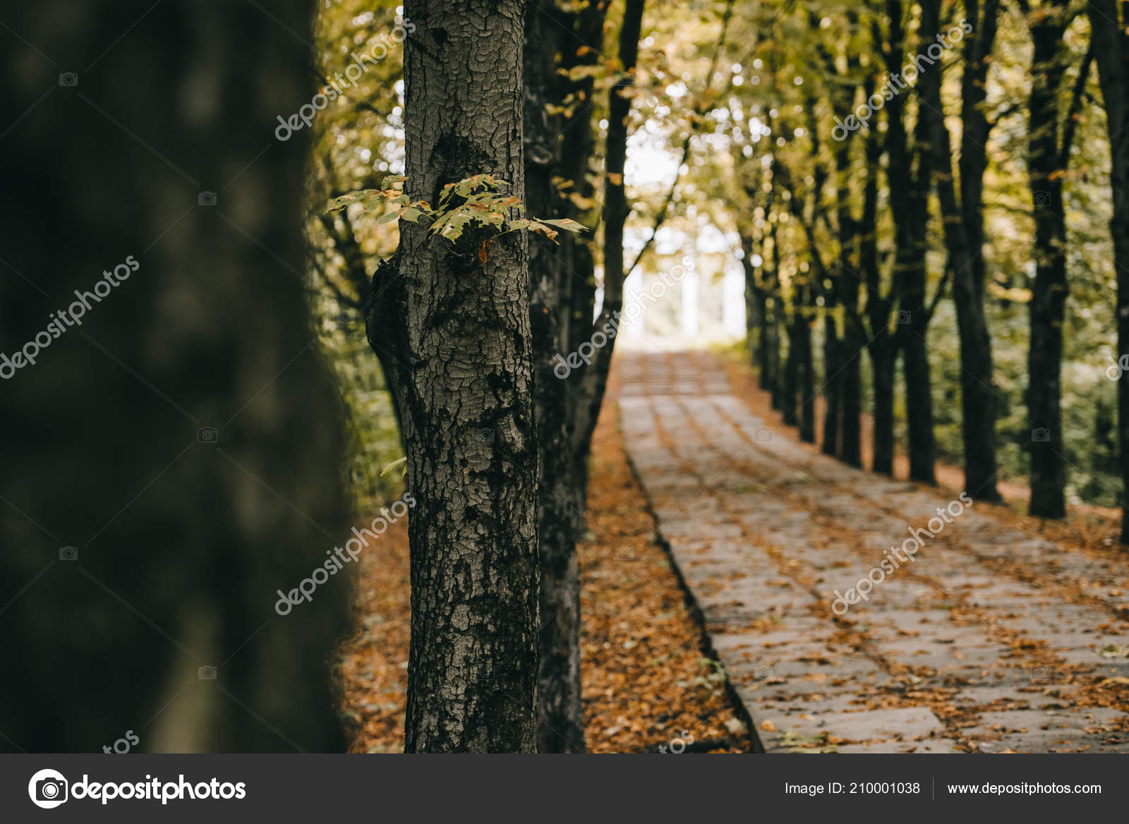 Empty Autumn Park Trees Path — Stock Photo © IgorVetushko #210001038