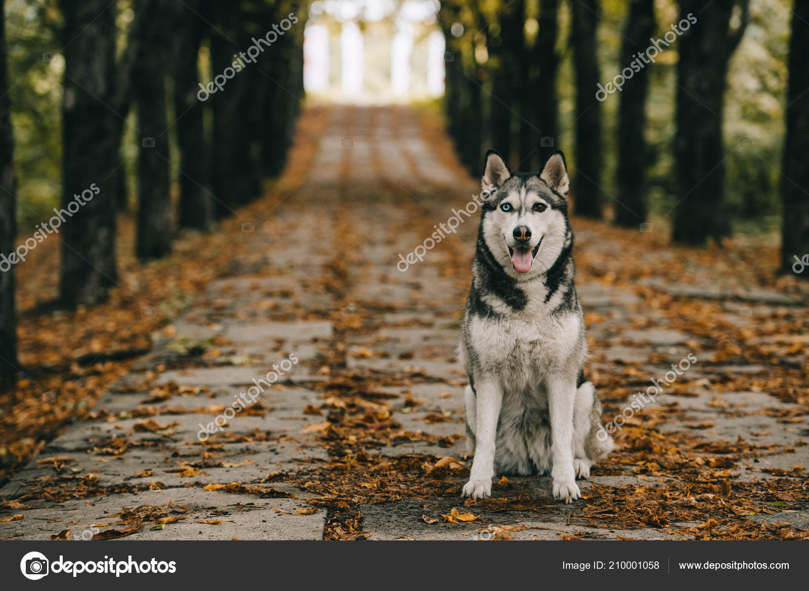 How Friendly Are Huskies