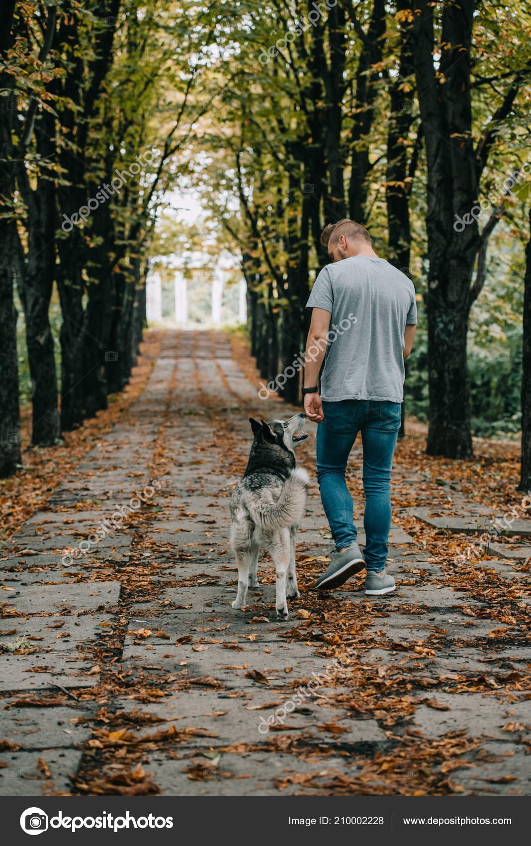 Dog Walking From Behind