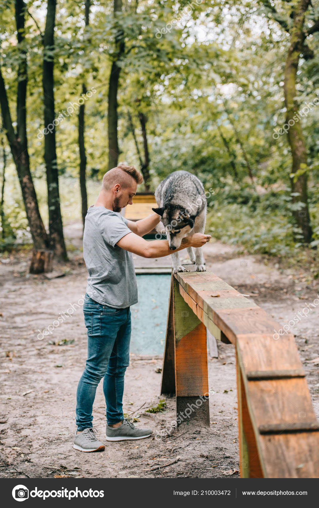 Dog Trainer Working Husky Dog Walk Obstacle — Stock Photo ...