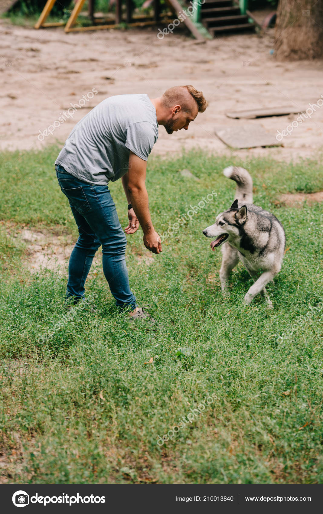 How To Train A Siberian Husky Obedience