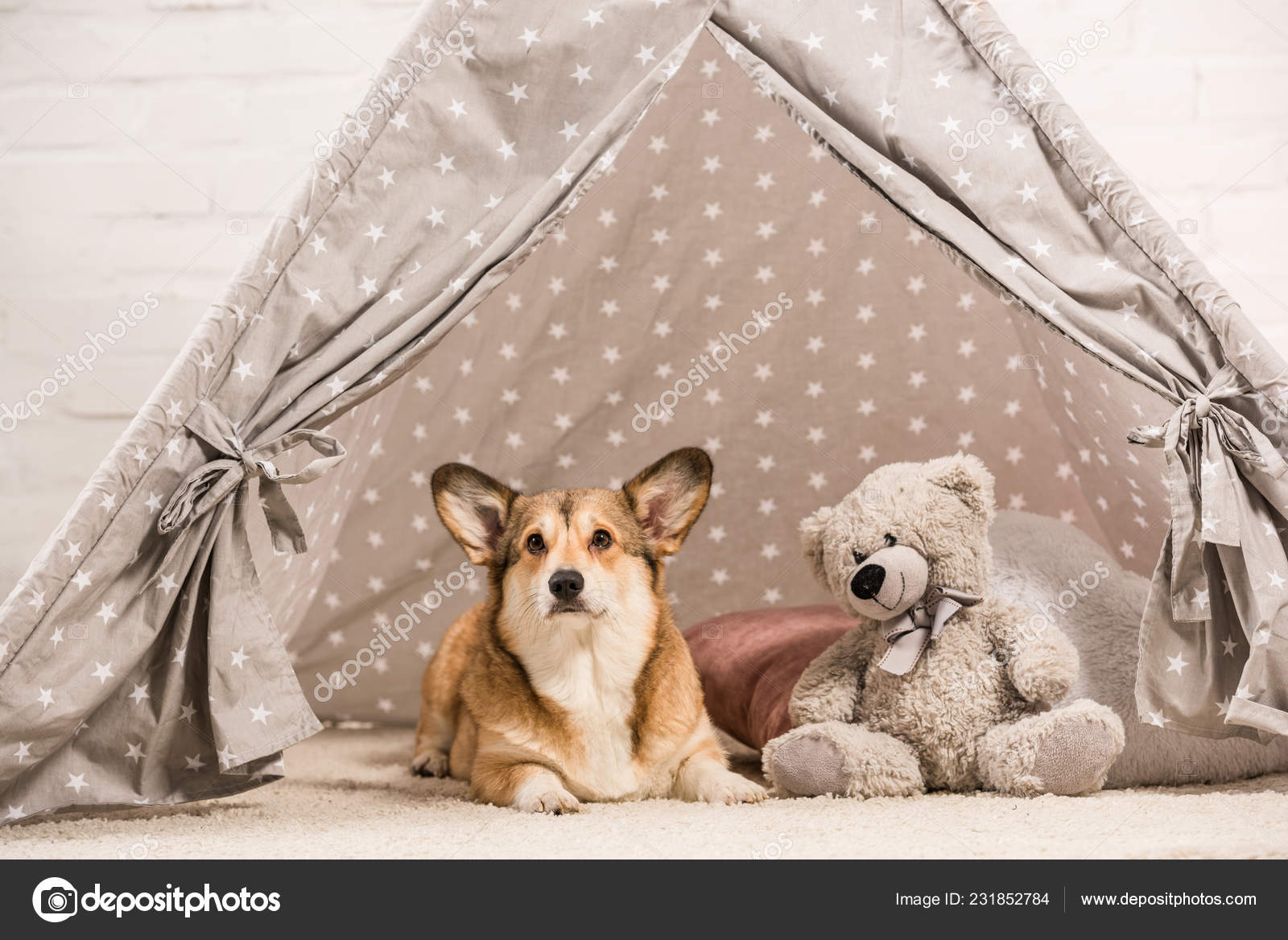 Cute Welsh Corgi Dog Lying Wigwam Teddy Bear Home — Stock Photo ...