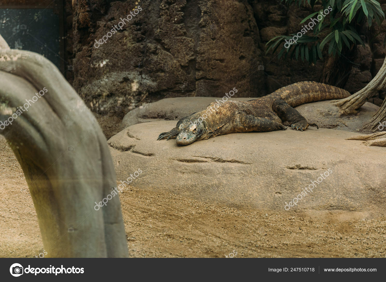 Varan Lizard Lying Stone Zoo Barcelona Spain Stock Photo by ...