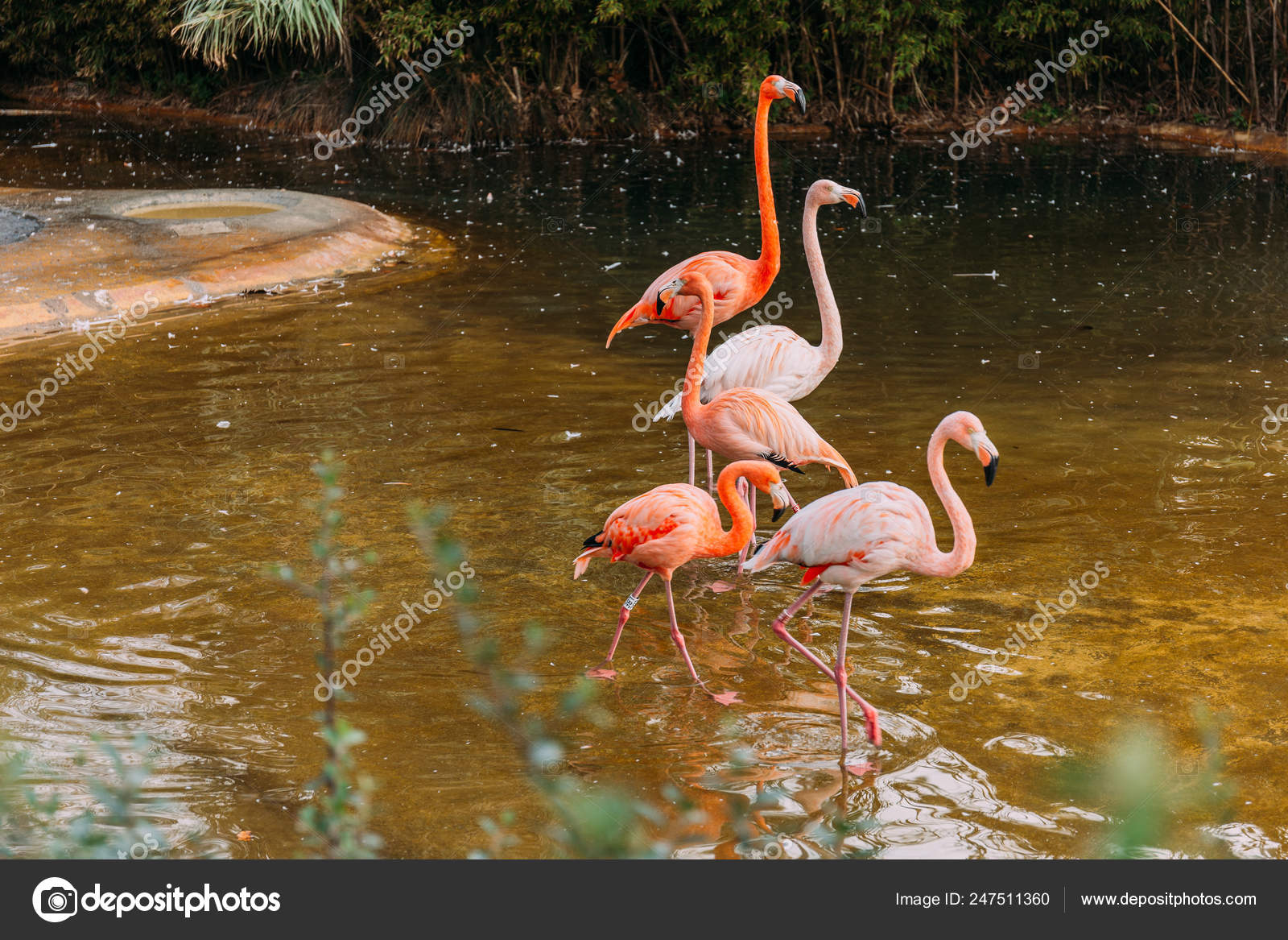 Flamingos Walking Pond Zoological Park Barcelona Spain — Stock Photo ...