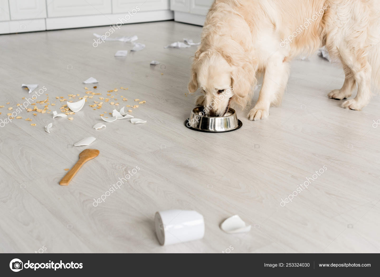 Cute Golden Retriever Eating Dog Food Metal Bowl Messy Kitchen — Stock ...