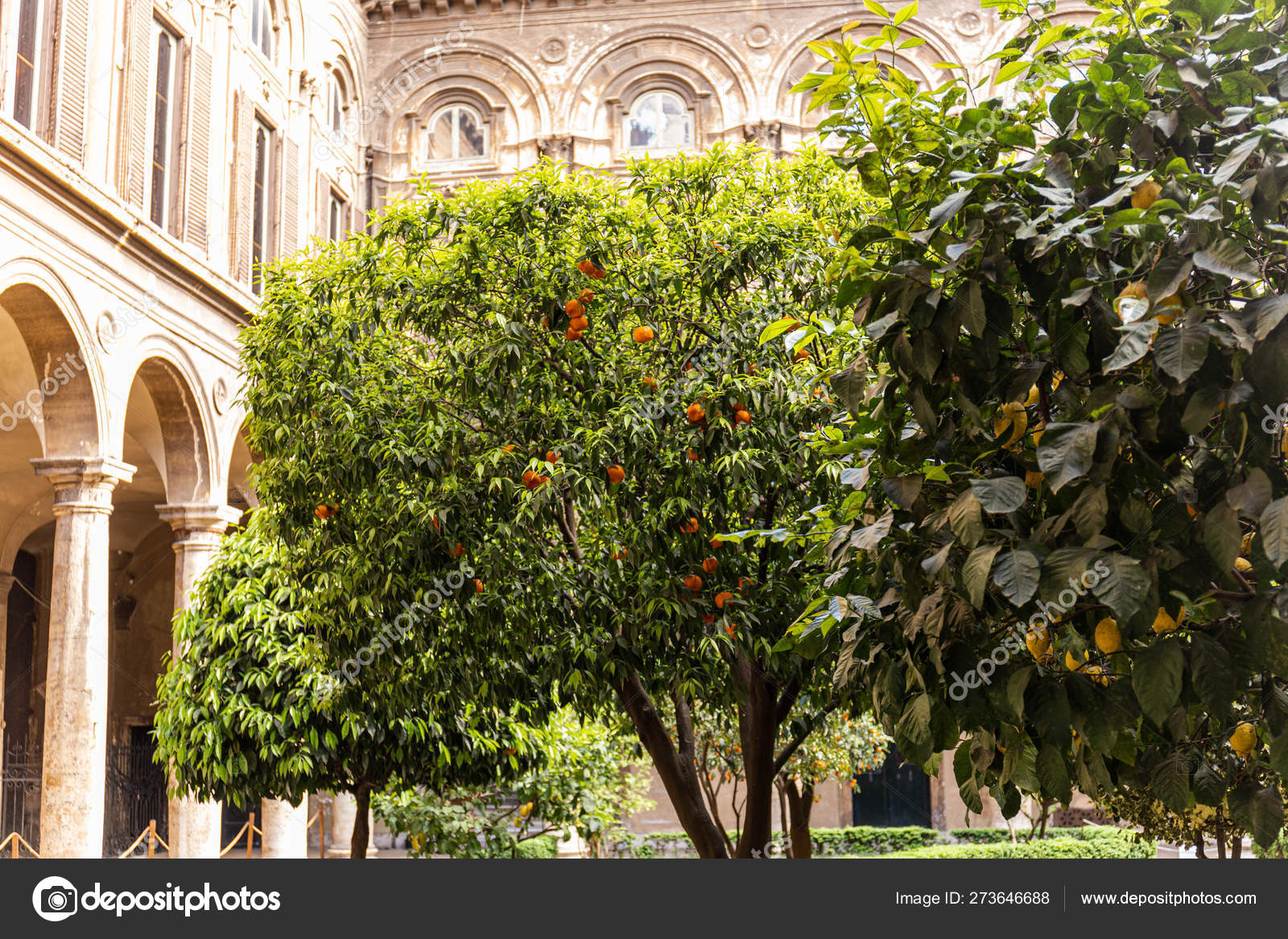 Rome Italy June 2019 Fruit Trees Lemons Tangerines Front Old – Stock ...