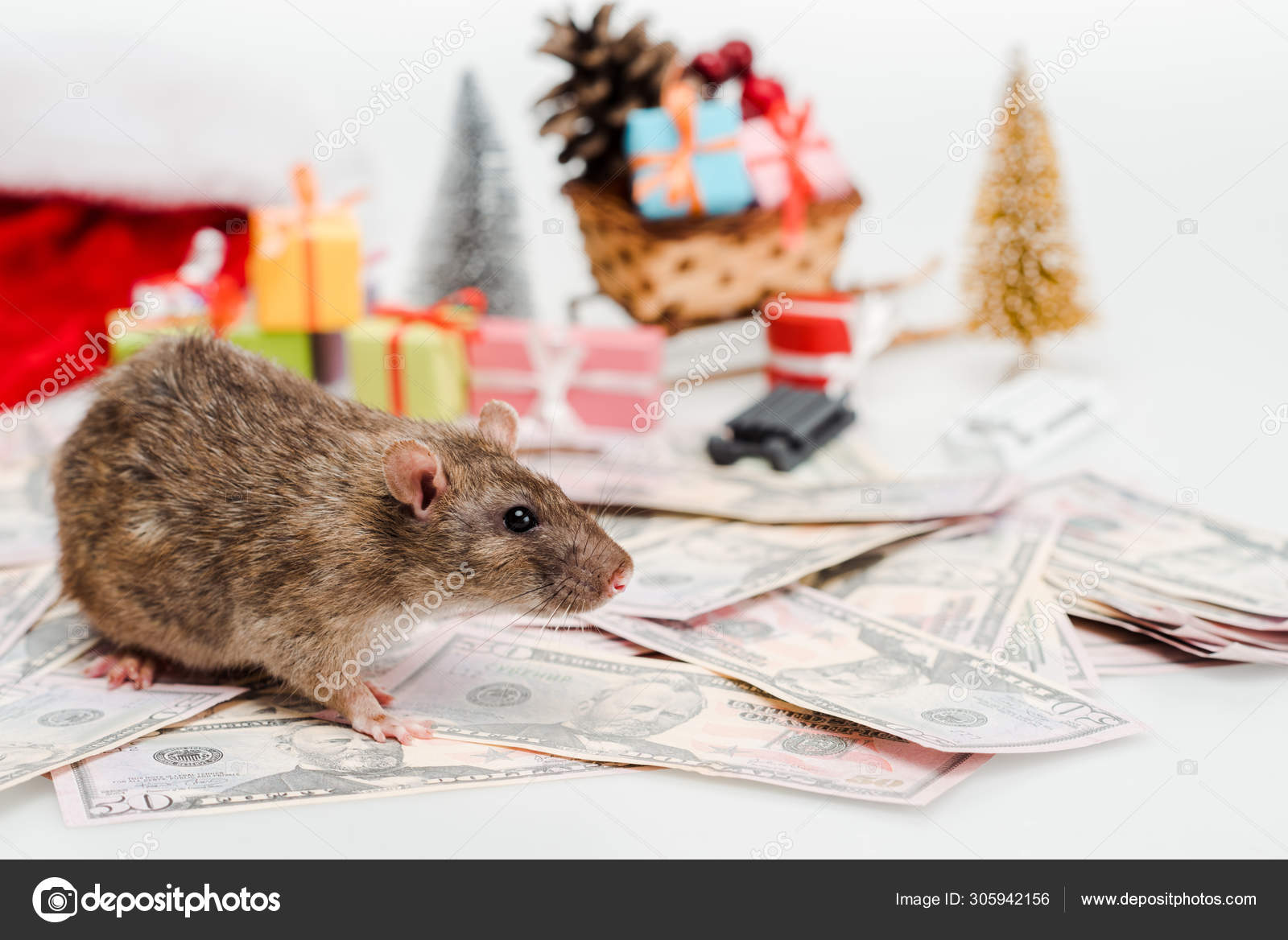 Selective Focus Small Rat Money Gifts Isolated White Stock Photo by ...