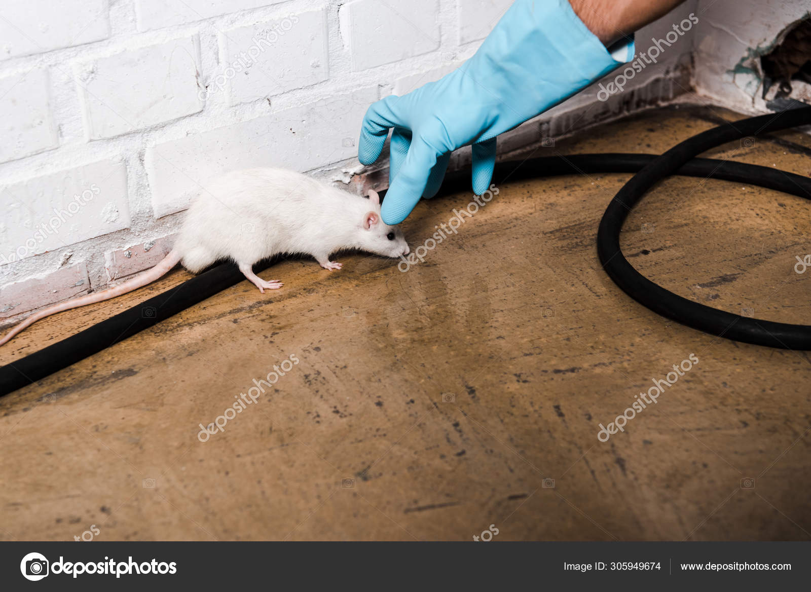 Vista Recortada Del Exterminador Guante Látex Azul Atrapando Rata Cerca ...