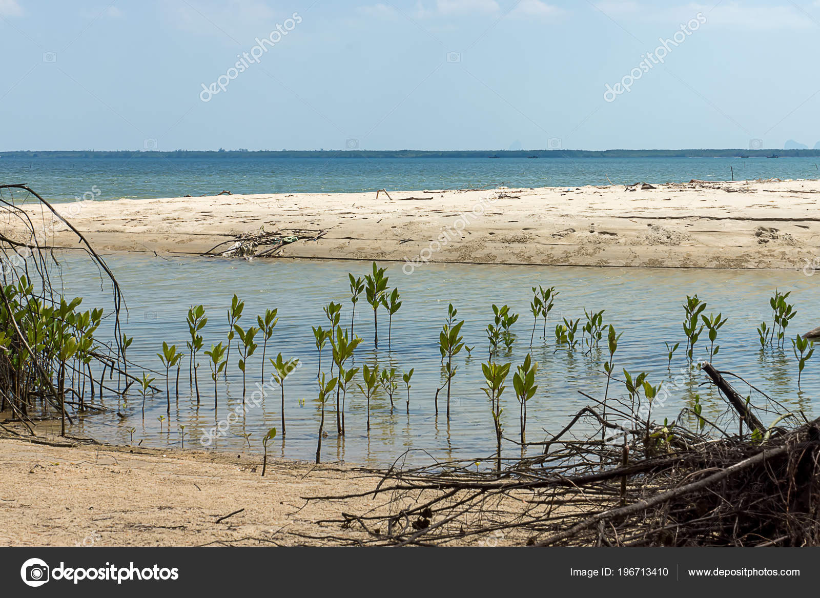 Tree Grows Sand — Stock Photo © Noppharat_th #196713410