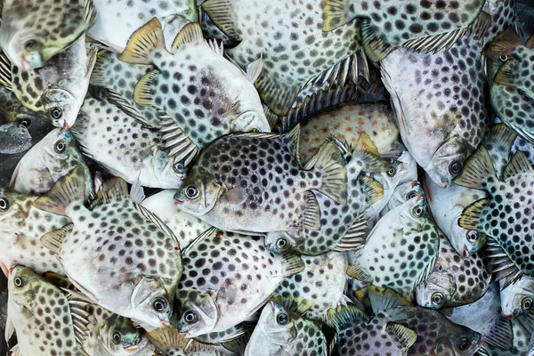 Spotted fish Images - Search Images on Everypixel