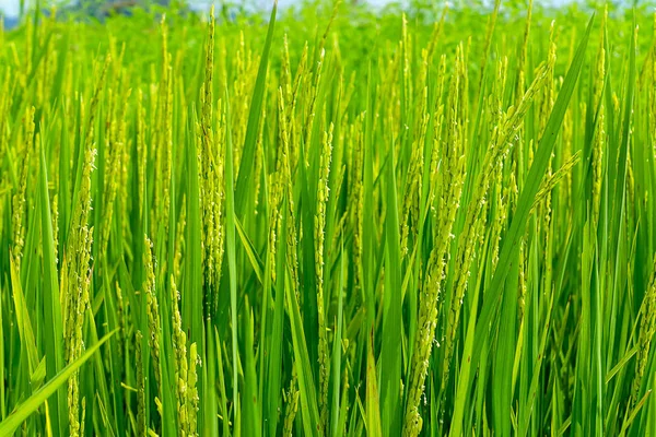 Rice plant Images - Search Images on Everypixel