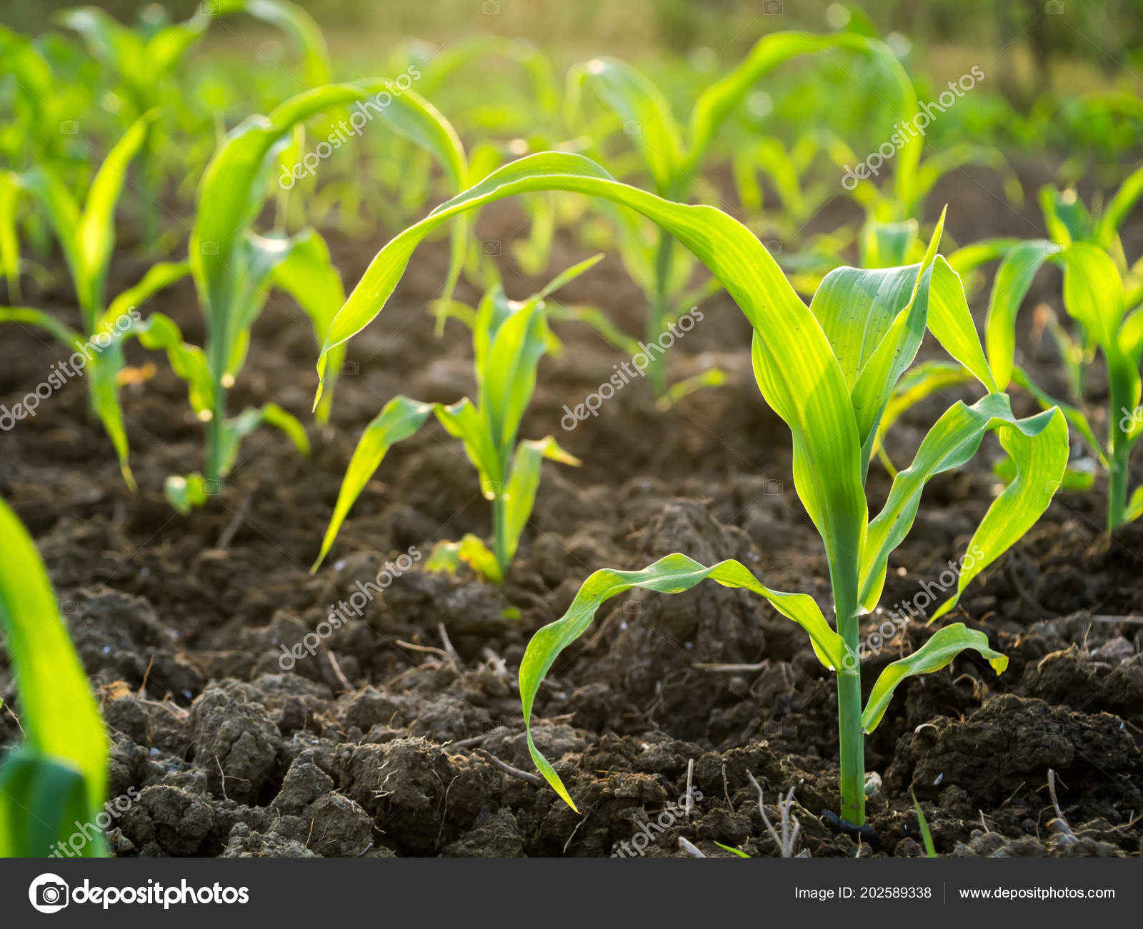 Young Corn Plants Agricultural Plots — Stock Photo © Noppharat_th ...