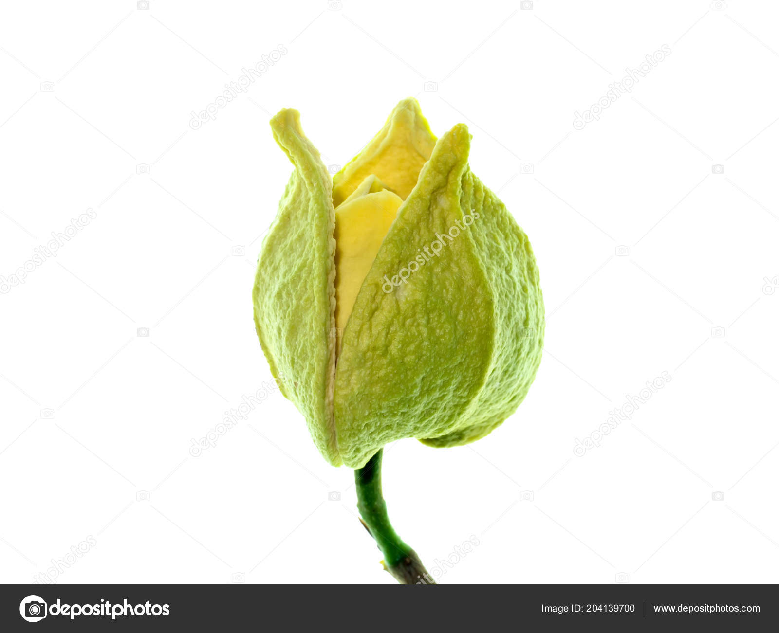 Close Soursop Flower White Background Annona Muricata — Stock Photo ...