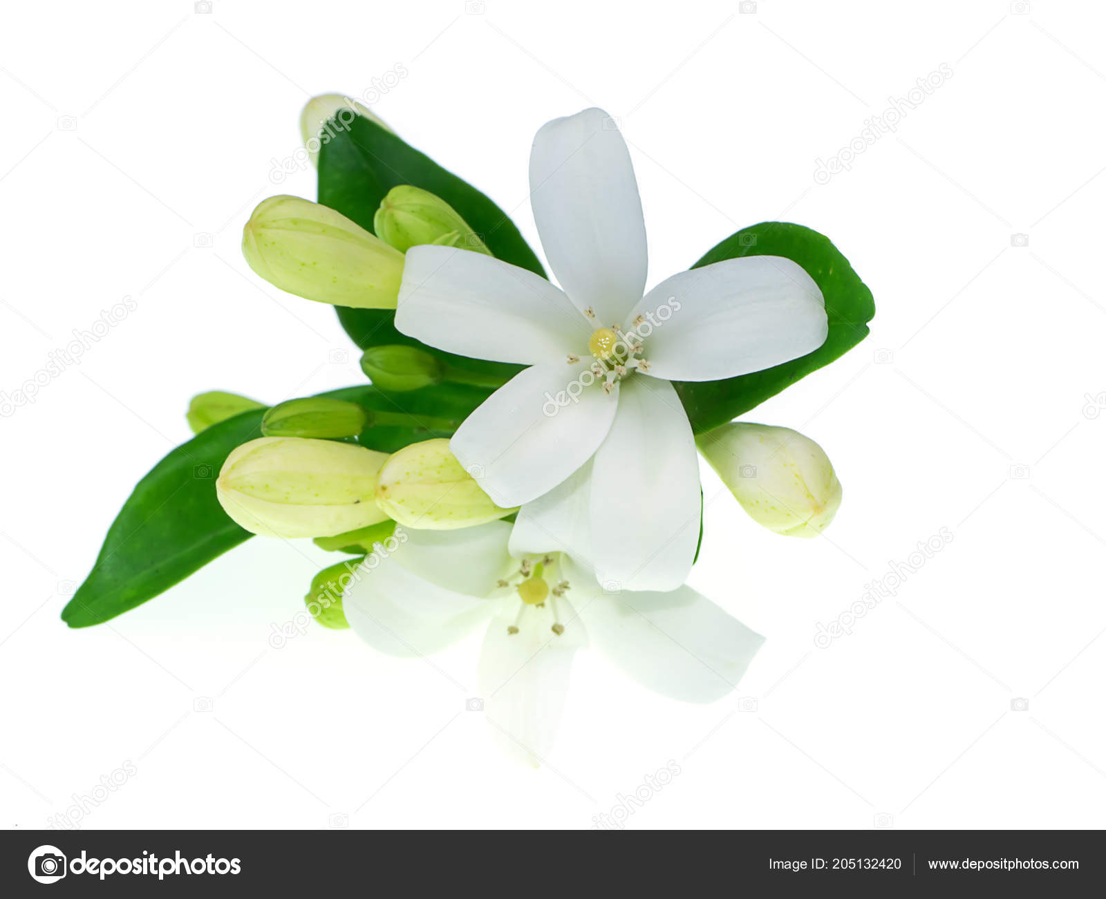 Orange Jasmine Flower