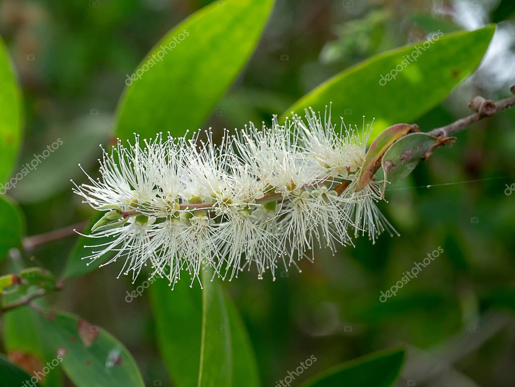 Flor blanca de Cajuput, Leche, Corteza de papel (Melaleuca ...