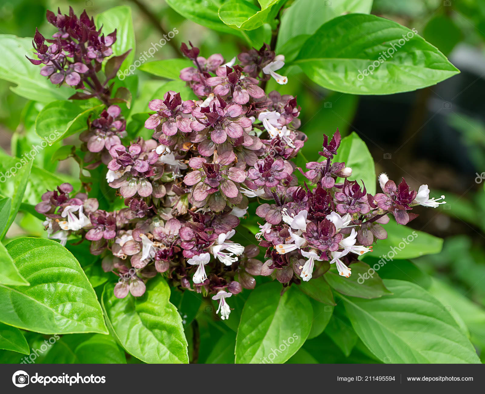 Sweet Basil Flower
