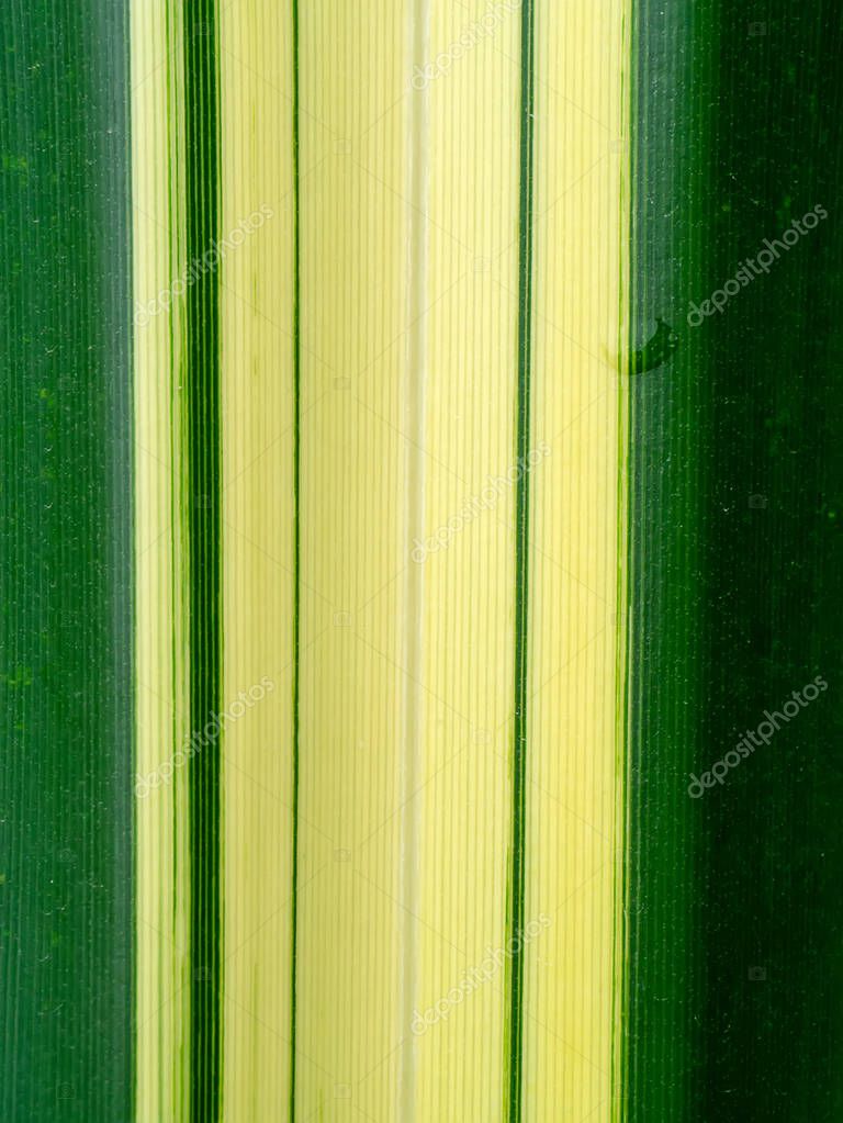 Primer plano de Blue Screw Pine o fondo de Pandanus de rayas blancas ...