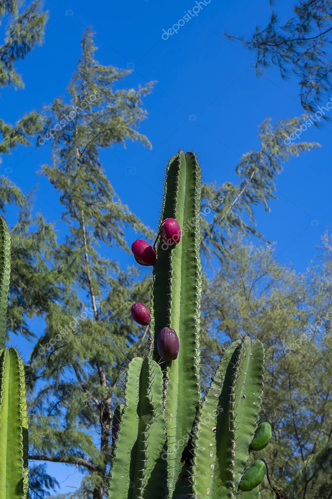 Primer plano del Cactus de Manzana Peruano Fruto en jard n bot nico ...