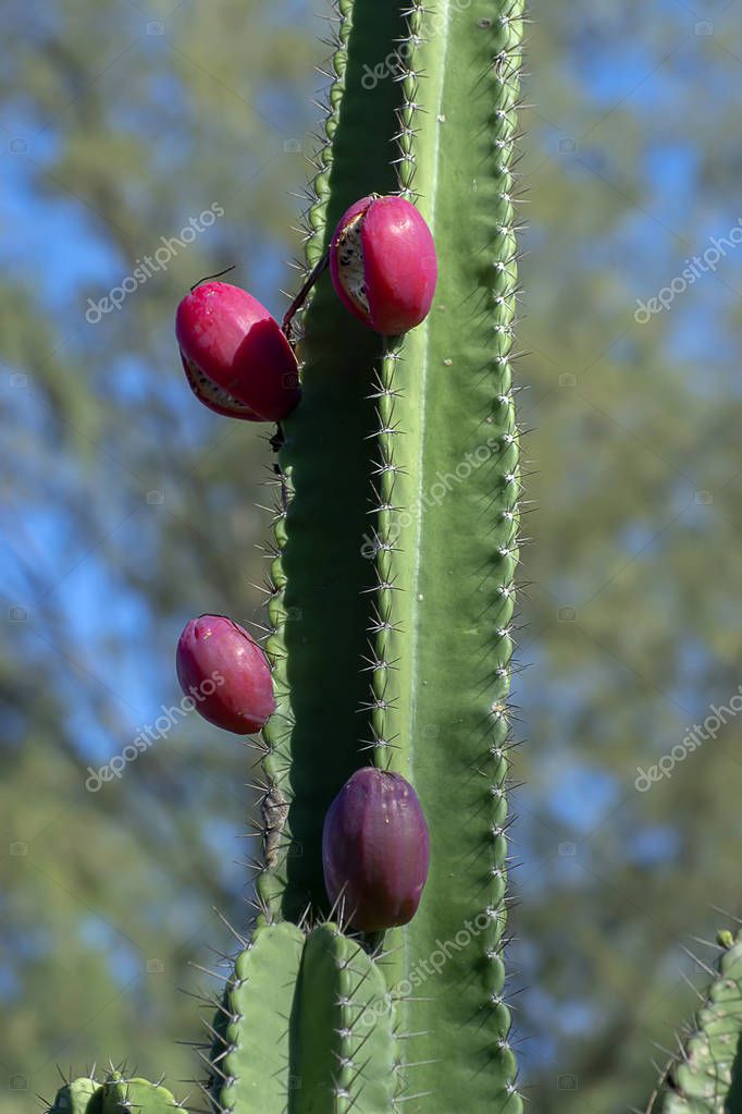 Primer plano de fruta de cactus de manzana peruana en árbol en jardín ...