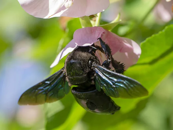 Big black bee Stock Photos, Royalty Free Big black bee Images ...