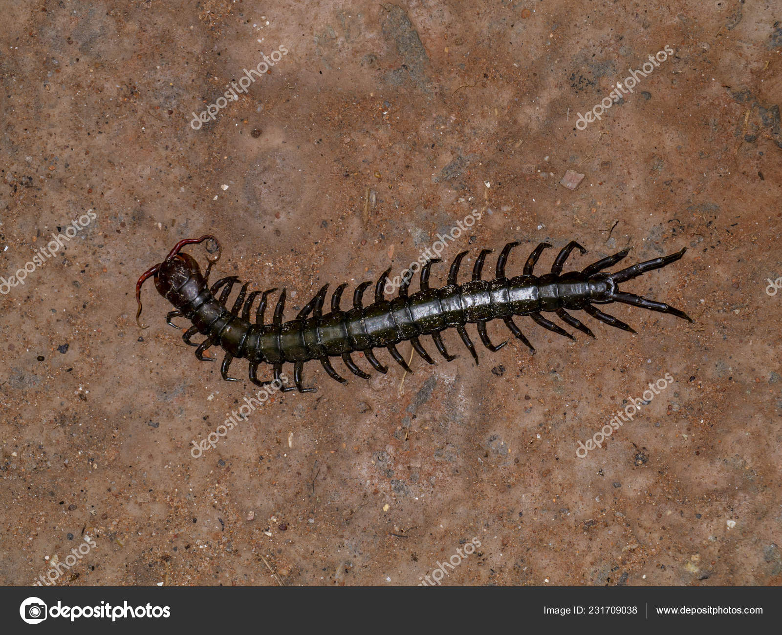 Close Centipedes Ground Scientific Name Chilopoda — Stock Photo ...