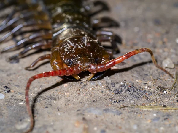 Scary invertebrate fotos de stock, imágenes de Scary invertebrate sin ...