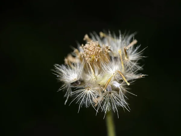 Dandelion flower Stock Photos, Royalty Free Dandelion flower Images ...