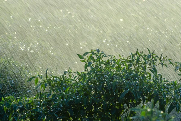 Raining on crops Stock Photos, Royalty Free Raining on crops Images ...