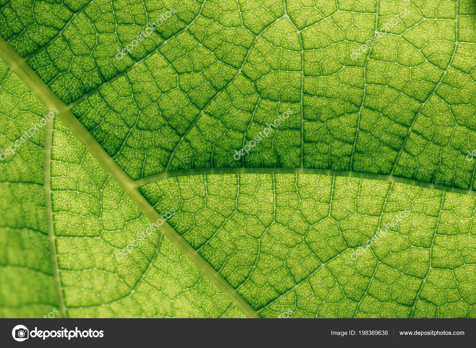 Macro Texture Natural Green Leaf — Stock Photo © KostyaKlimenko #198369638
