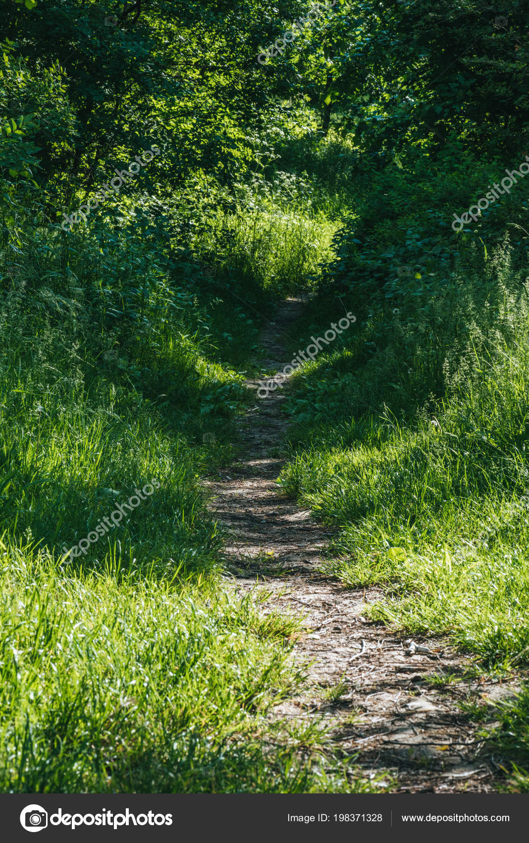 Path Green Summer Forest Sunlight Stock Photo by ©KostyaKlimenko 198371328