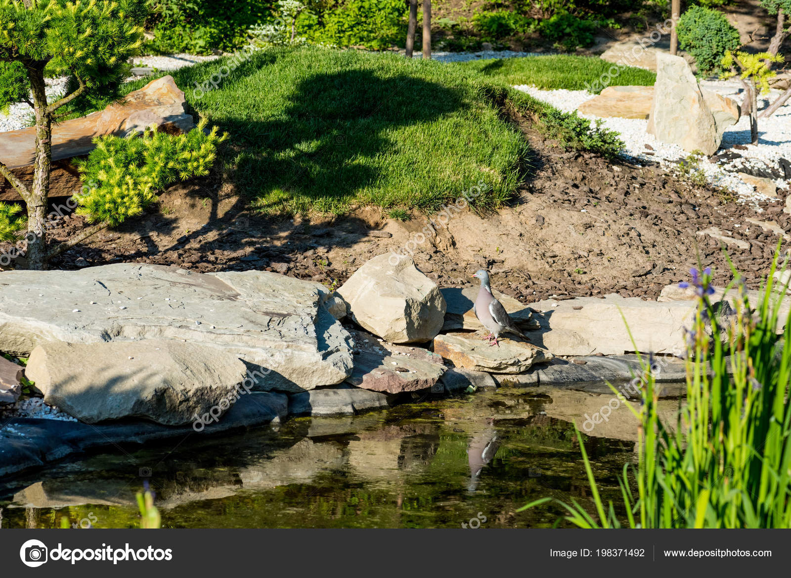 Dove Standing Rocks Calm Pond Summer Sunlight — Stock Photo ...