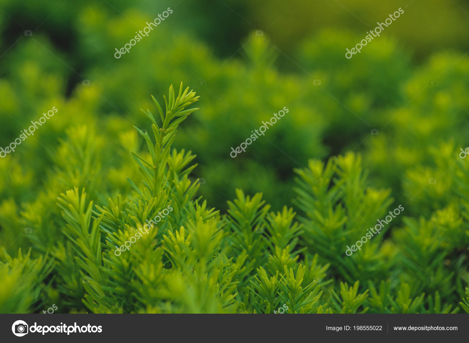 Green Small Plant Leaves Texture Background Stock Photo by ...