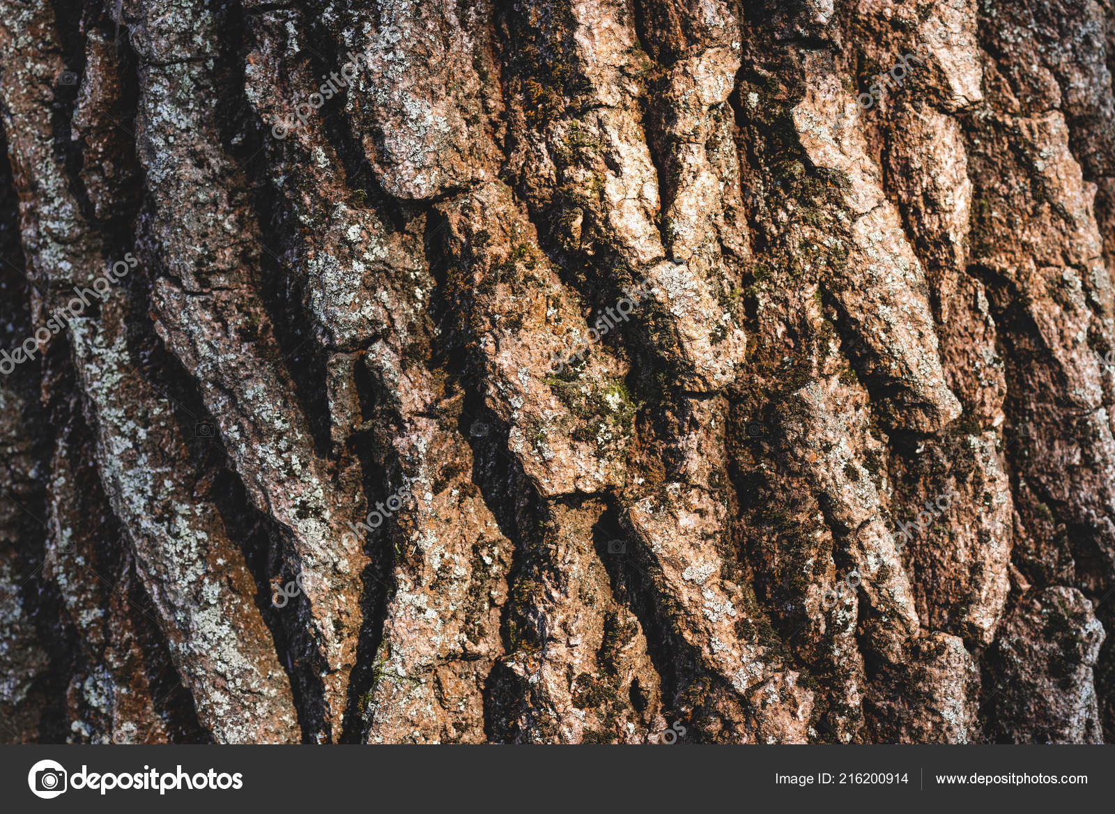 Close Texture Brown Bark Tree Stock Photo by ©KostyaKlimenko 216200914