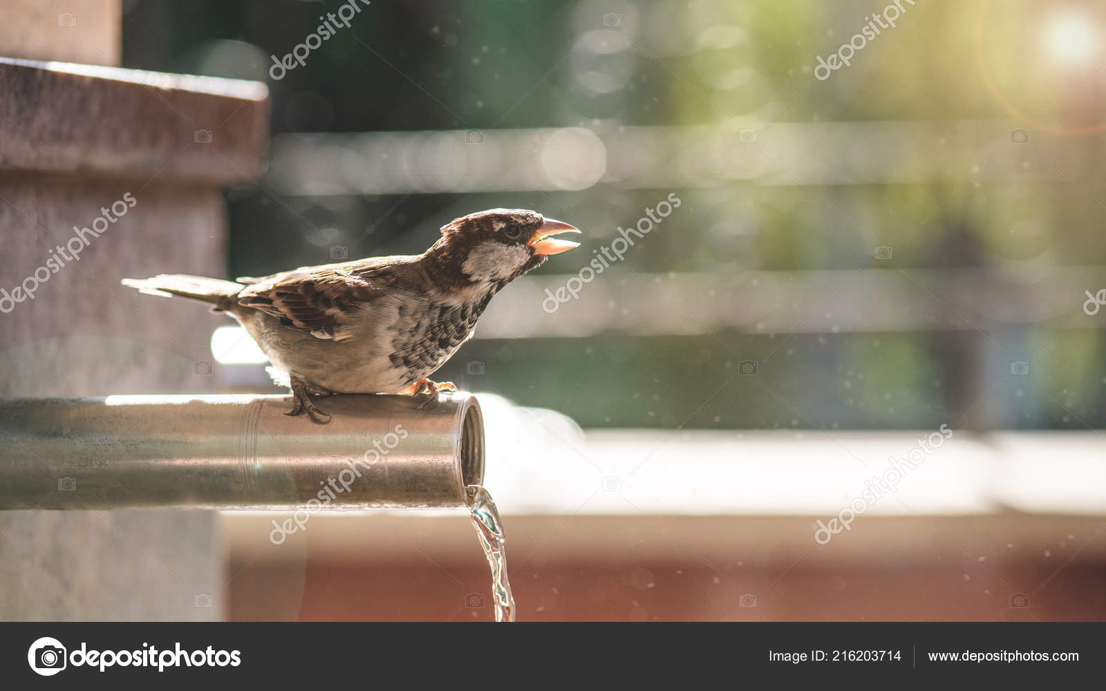 Sparrow Tweeting Sitting Pipe Flowing Water City — Stock Photo ... Sparrow Tweeting Sitting Pipe Flowing Water City — Stock Photo ...