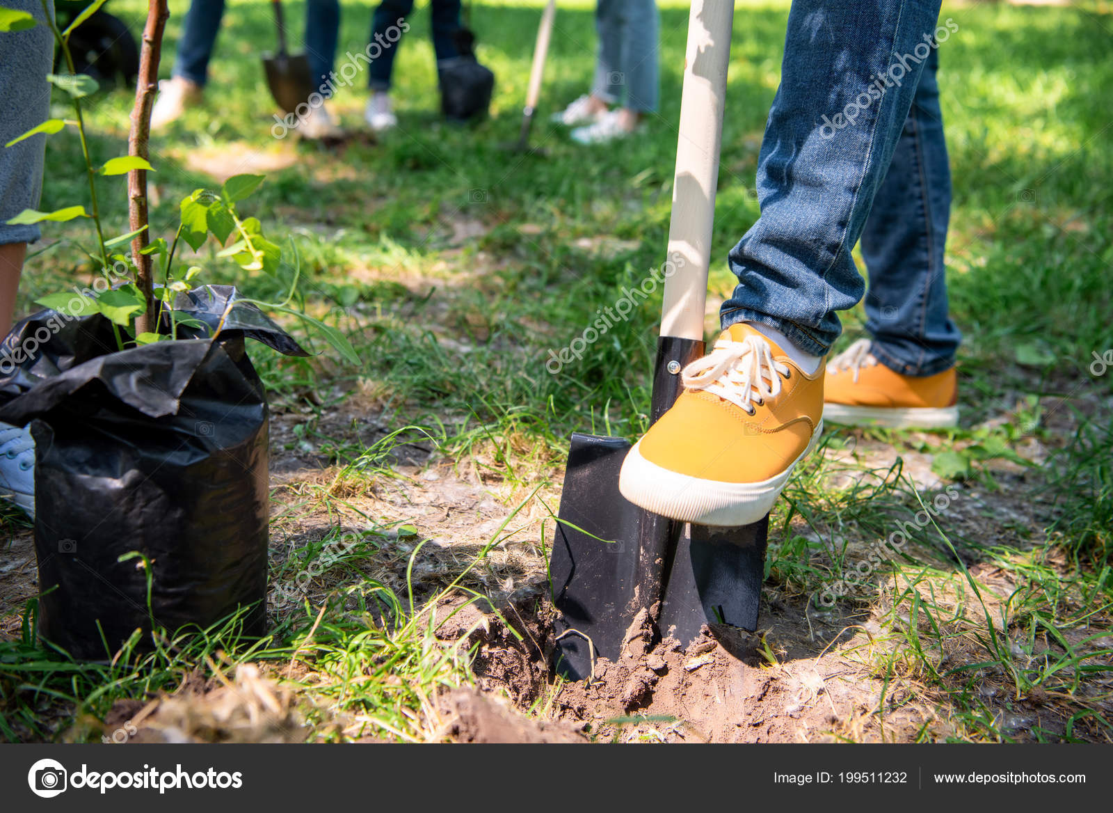 Cropped View Man Shovel Planting Tree Park — Stock Photo ...