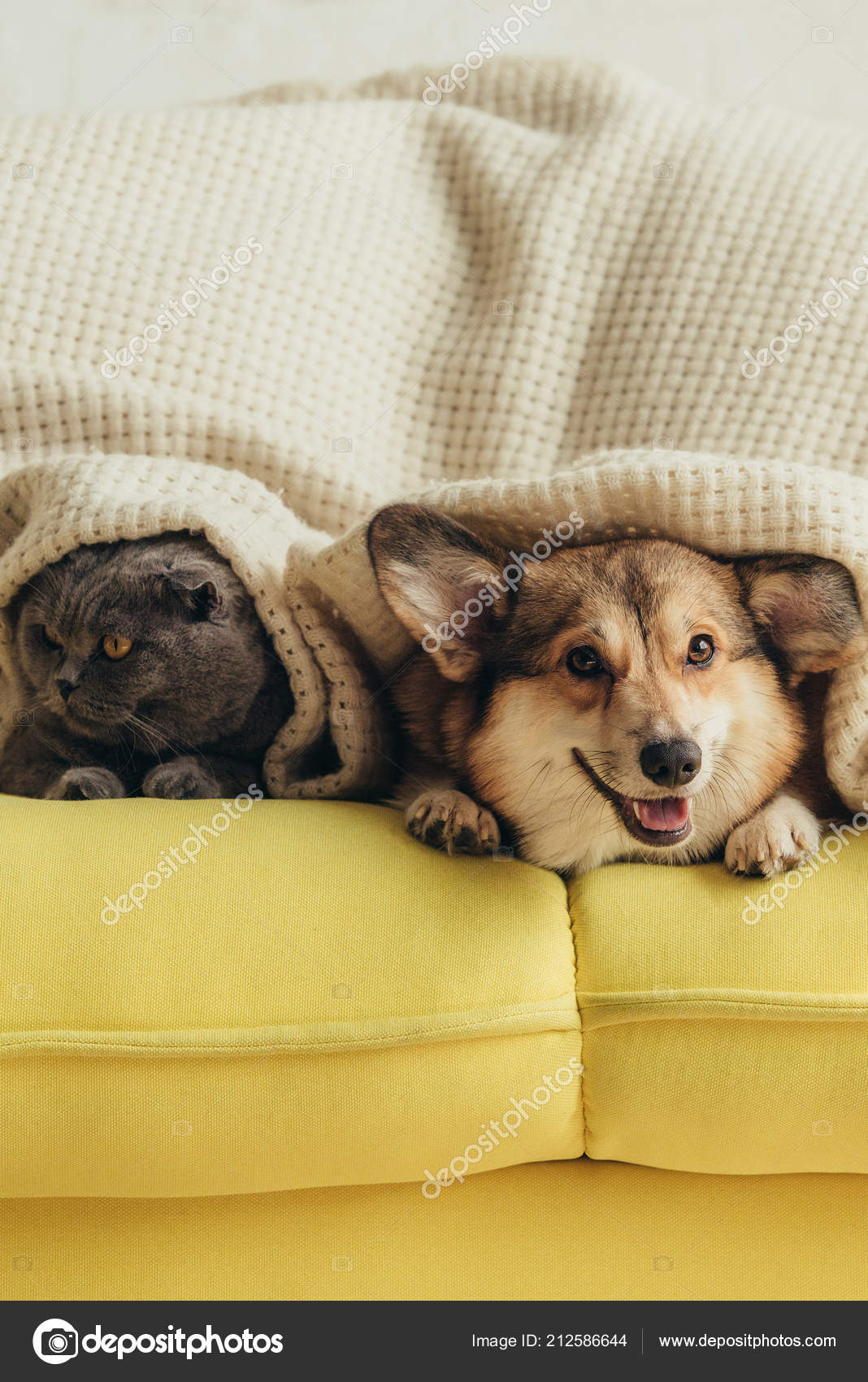 Scottish Fold Cat Welsh Corgi Dog Lying Blanket Sofa — Stock Photo ...