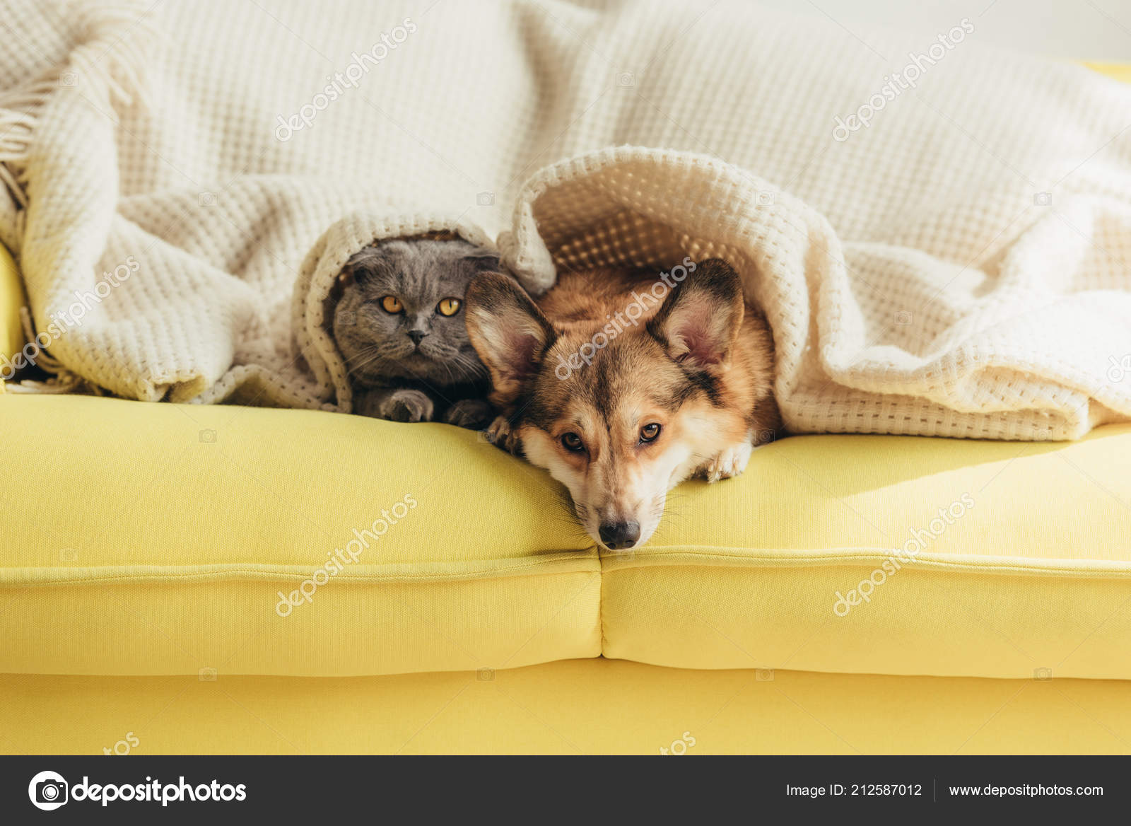 Scottish Fold Cat Welsh Corgi Dog Lying Blanket Together Sofa Stock ...