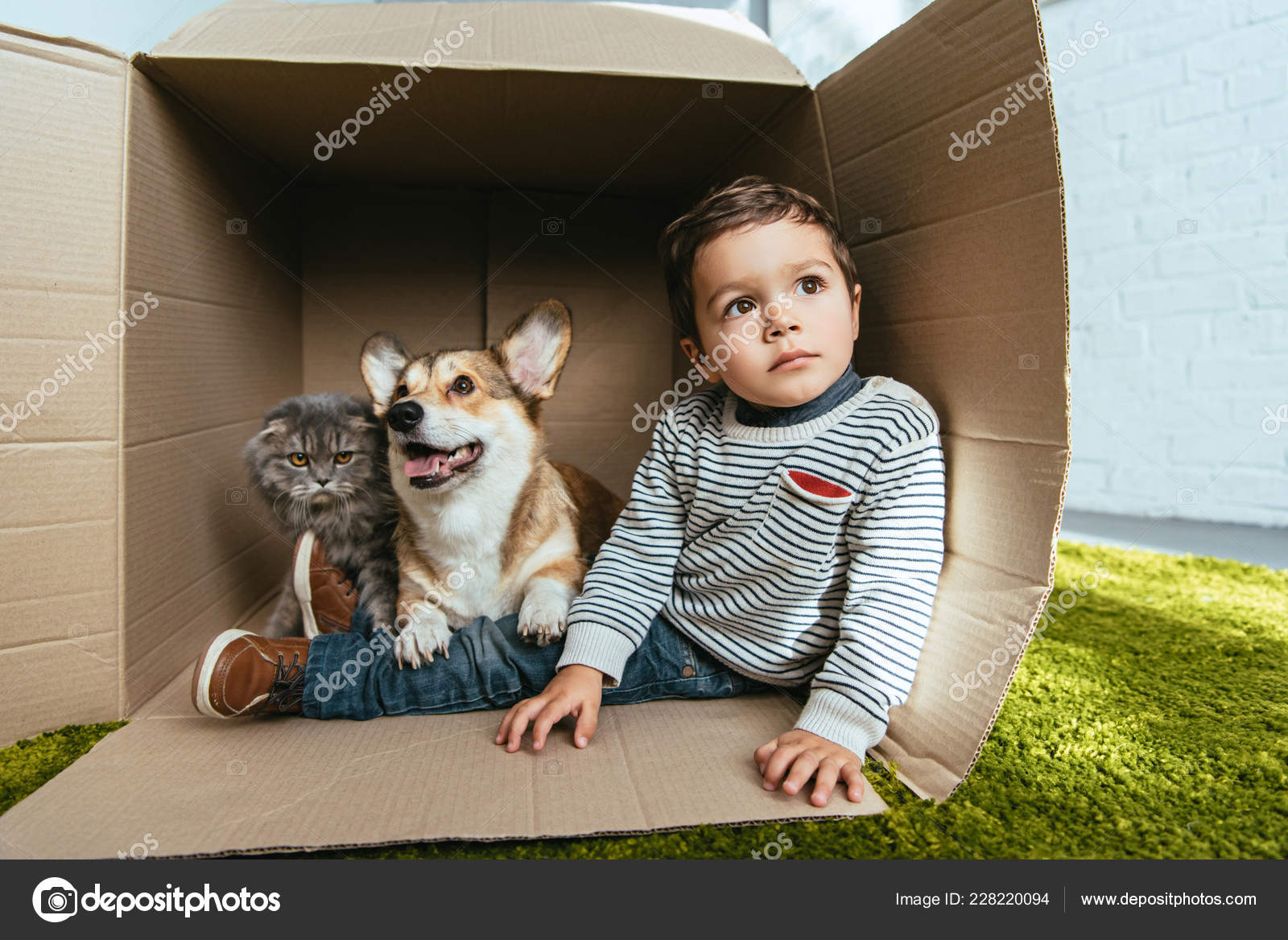 Little Boy Adorable Corgi British Longhair Cat Sitting Cardboard Box ...