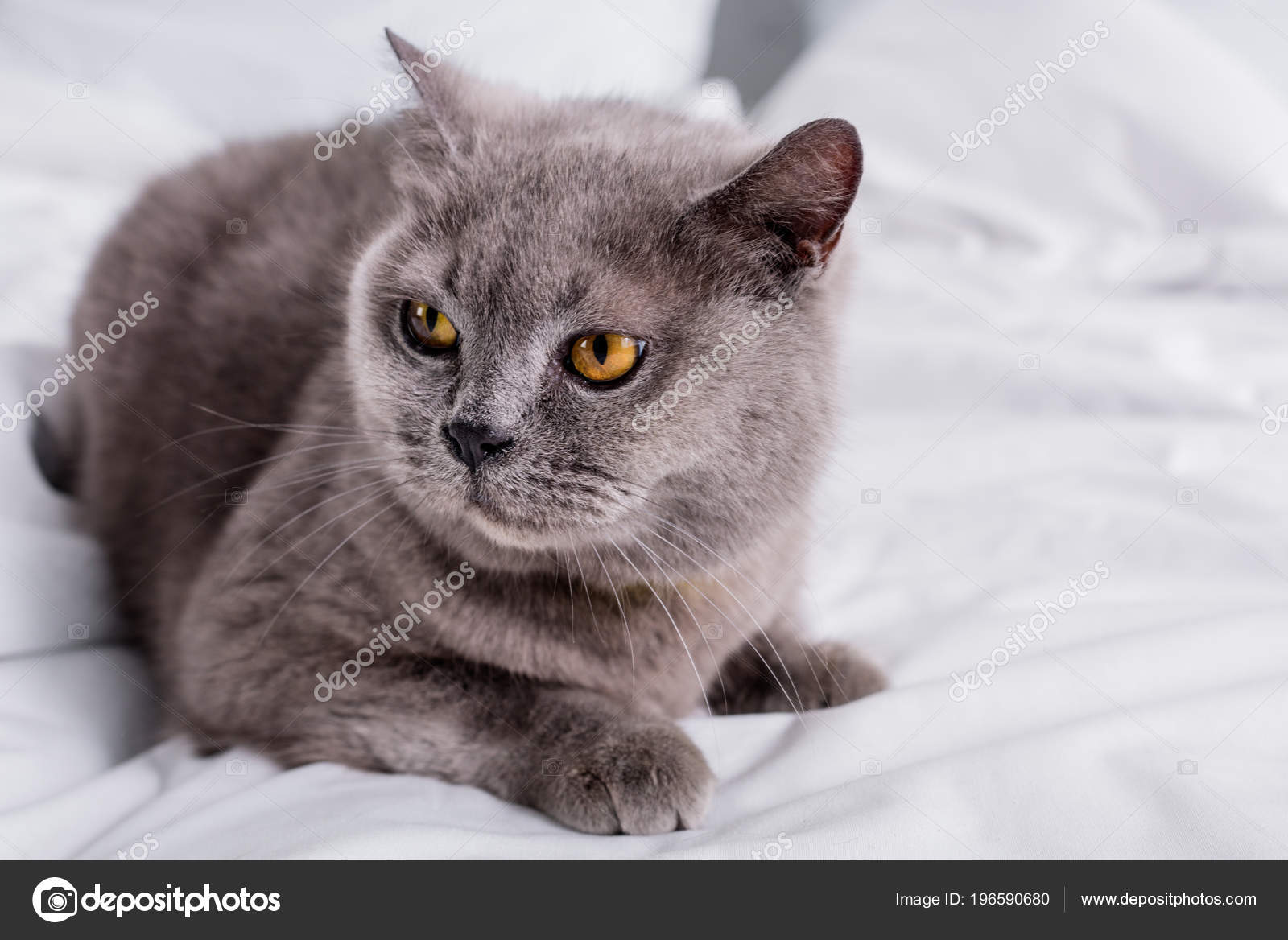 Close View Grey Britain Shorthair Cat Resting Bed — Stock Photo ...