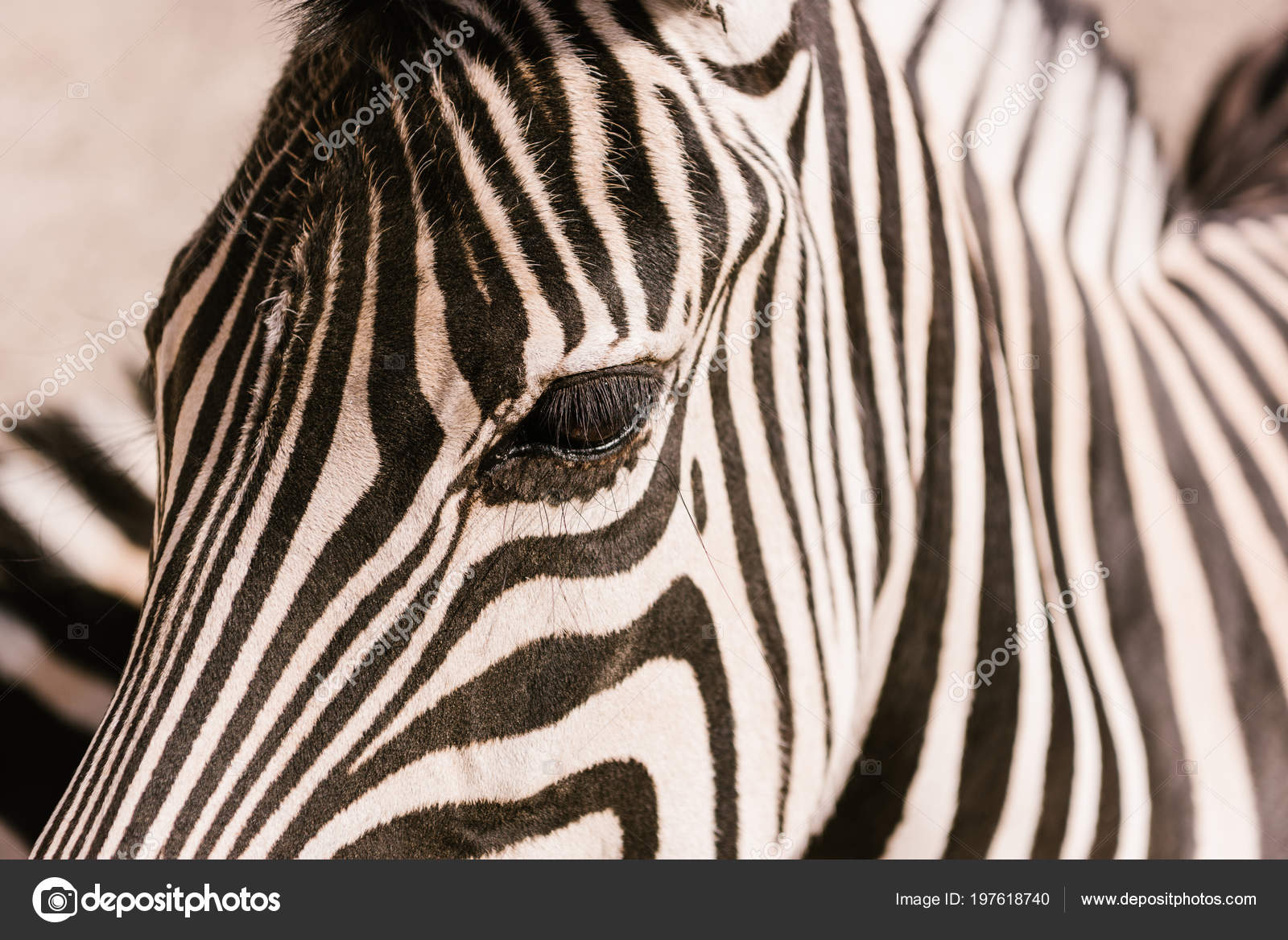 Close Shot Zebra Muzzle Blurred Background Zoo Stock Photo by ...