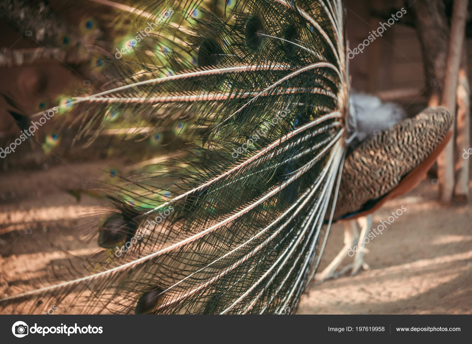 Close Image Peacock Beautiful Colorful Feathers — Stock Photo ... Close Image Peacock Beautiful Colorful Feathers — Stock Photo ...