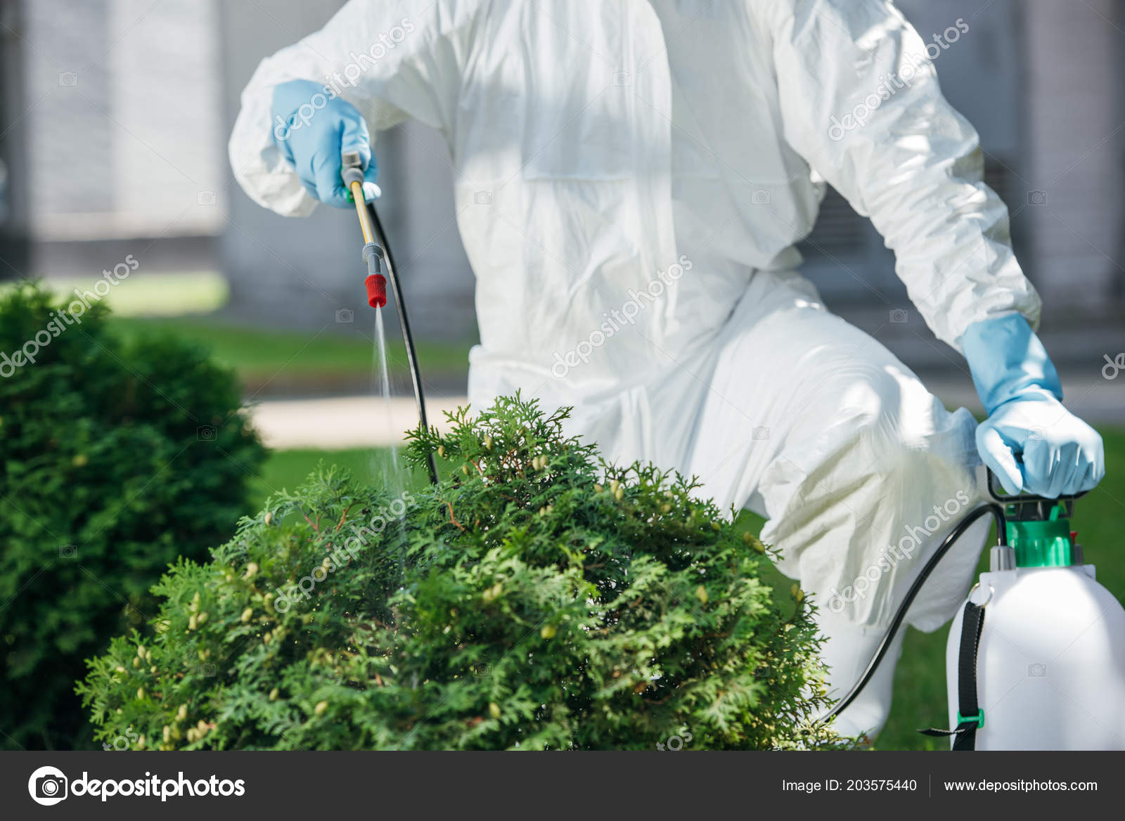 Cropped Image Pest Control Worker Uniform Spraying Chemicals Bush Stock ...