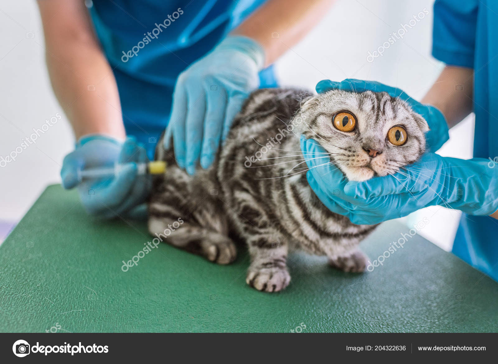 Cropped Image Two Veterinarians Making Injection British Shorthair Cat ...