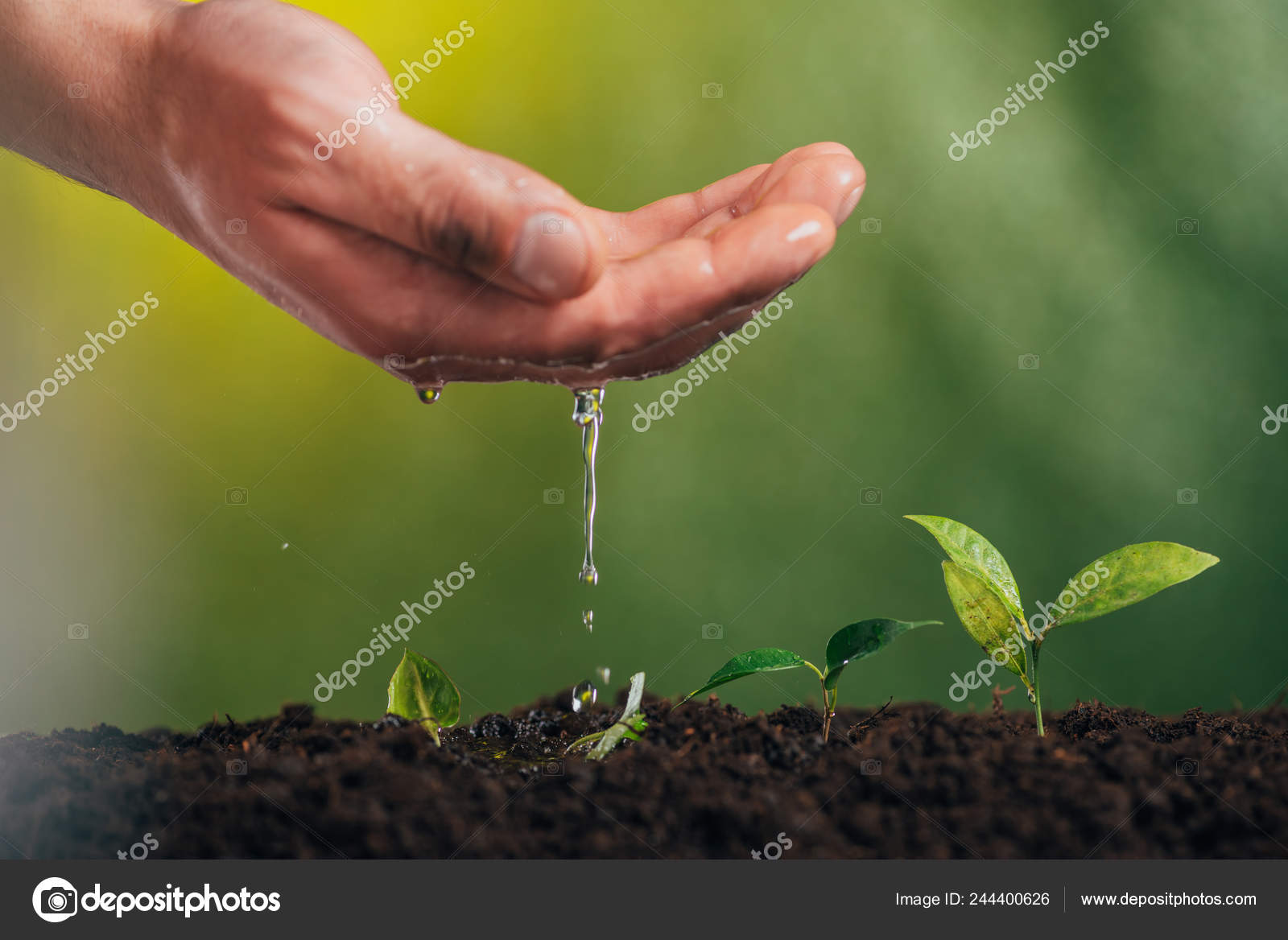 Vista Parcial Del Hombre Regando Planta Verde Joven Sobre Fondo — Foto ...