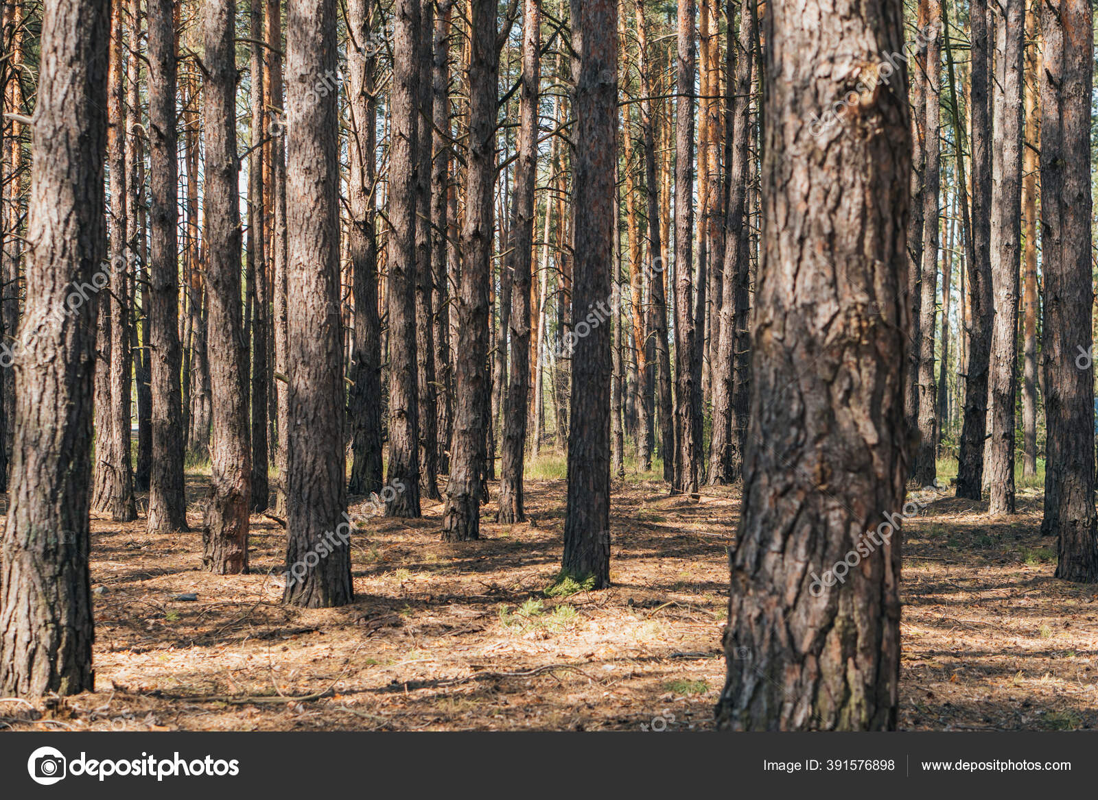Selective Focus Tree Trunks Summer Woods — Stock Photo © DimaKozitsyn ...