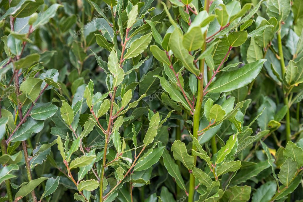 Laurel verde de laurel, Laurus nobilis, rama con hojas.Primer plano de ...