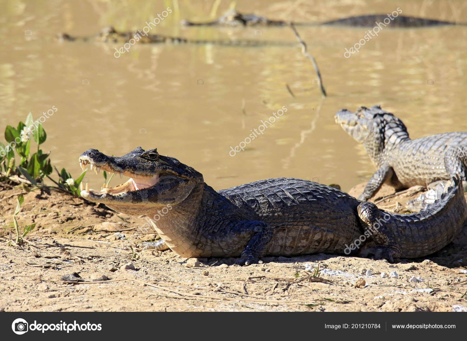 Yacare Caimans Caiman Yacare River Bank Rio Claro Pantanal Brazil Stock ...