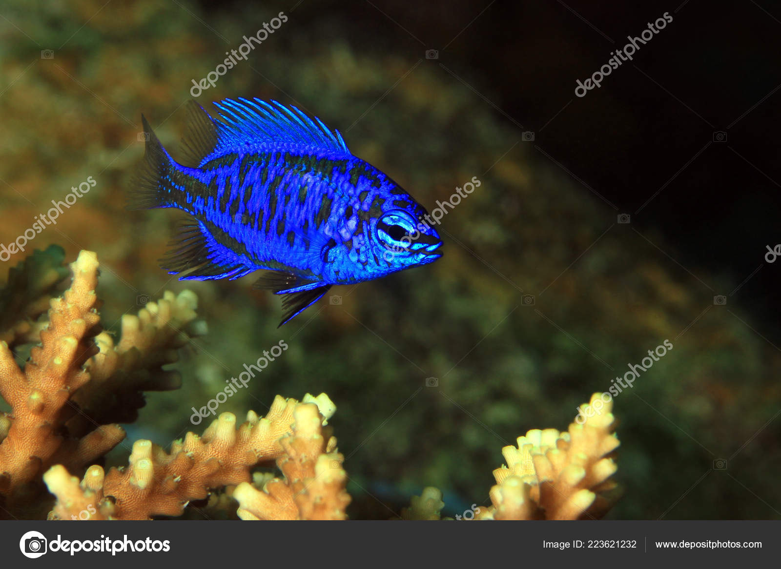 Springers Damsel Chrysiptera Springeri Coral Moalboal Philippines ...