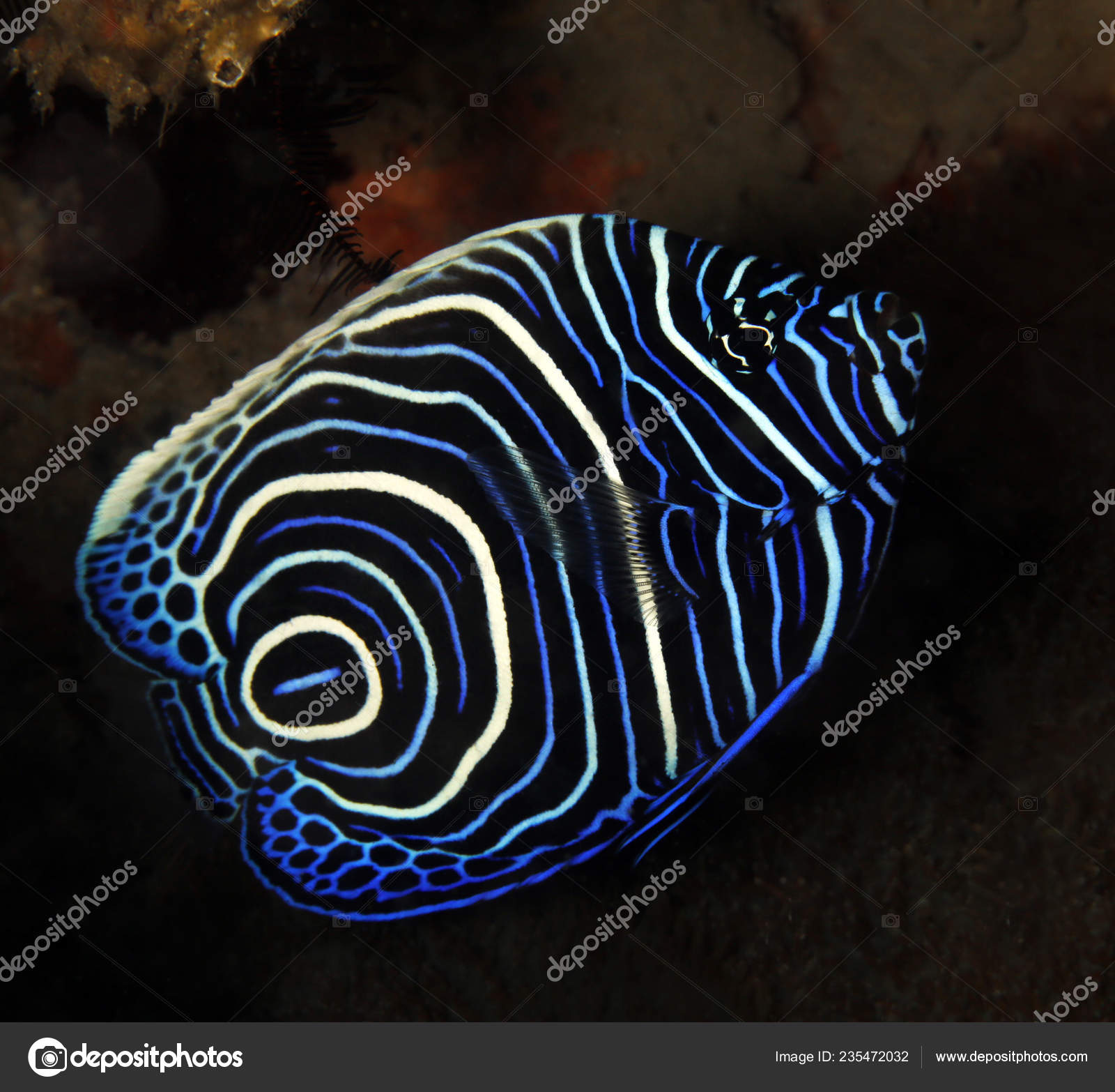 Baby Emperor Angelfish