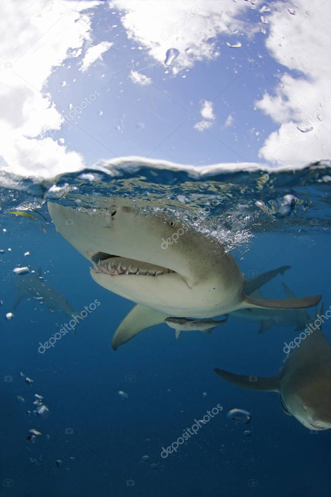 Tiburón limón (Negaprion brevirostris) Primer plano, Split Shot at ...